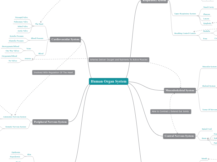 Human Organ System - Mind Map
